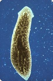 A VIDA ANIMAL: Platelmintos