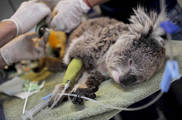 Koala Ninja: Sick as a Koala