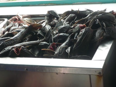 visita corabastos 78630