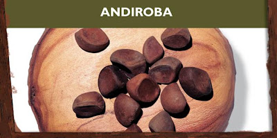 .: Momento andiroba