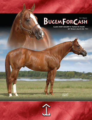 Kbar Barrel Horses: Jud Little Stallions