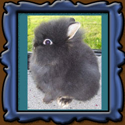 Regina's Rabbit Habit