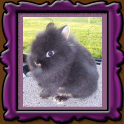 Regina's Rabbit Habit