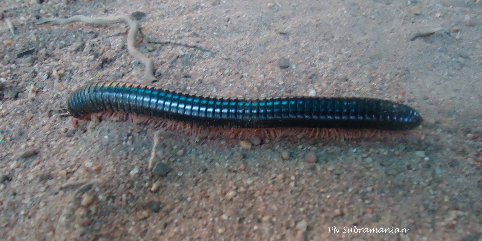Malhar: Fascinating Millipedes