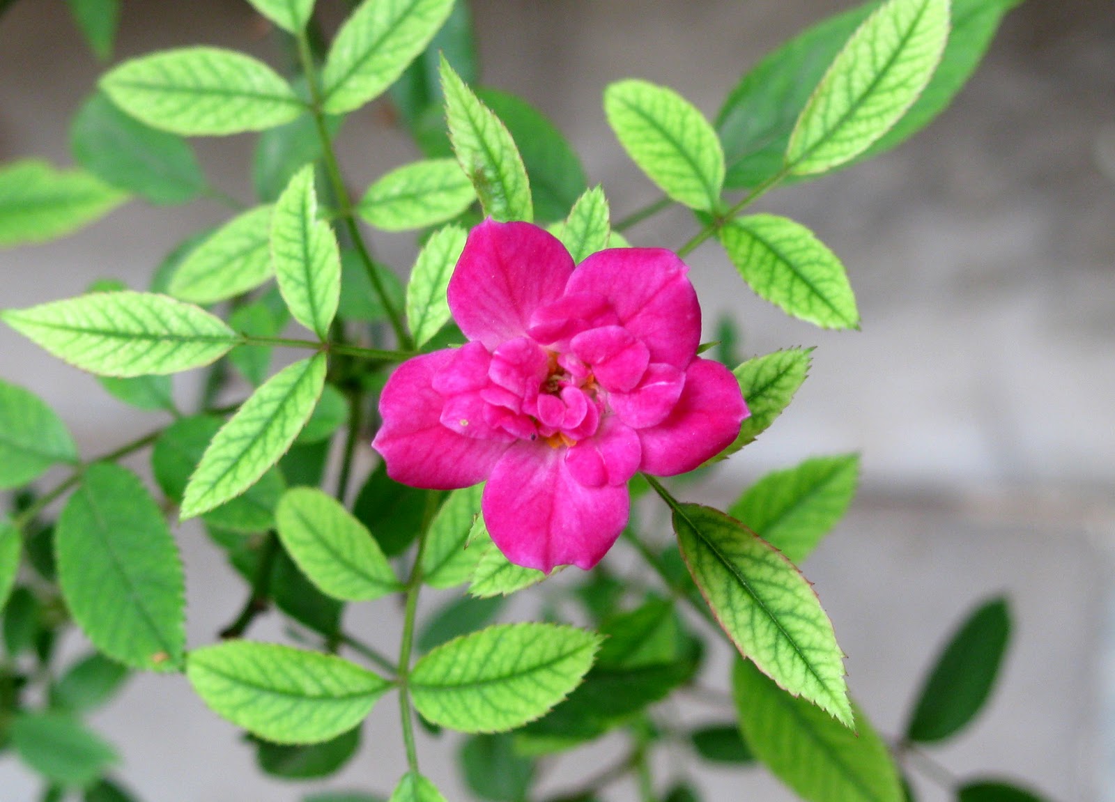 Malhar: From my Court Yard