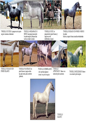 color del pelaje en los caballos