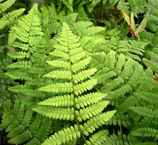 McG's BIOL 1404: Plant Diversity- Ferns