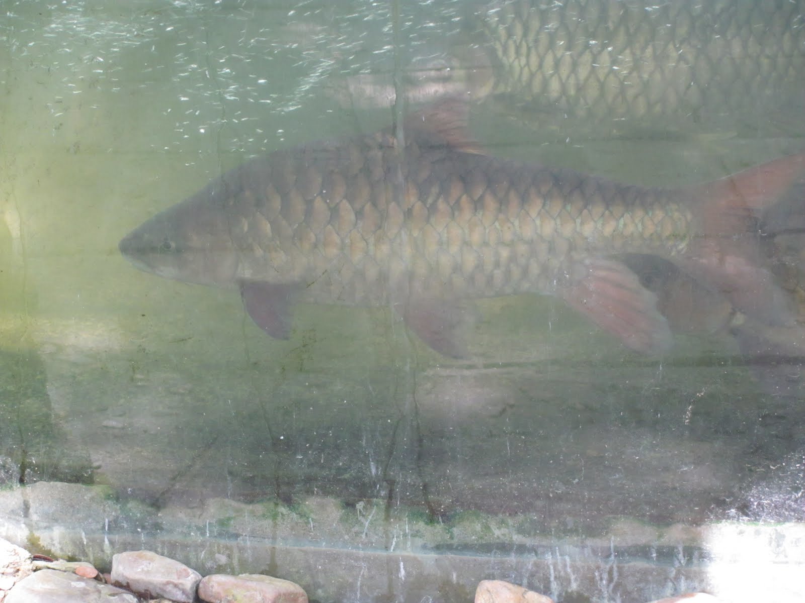 Mark McGinley's Fulbright in Malaysia: Taman Negara- Freshwater Fishes