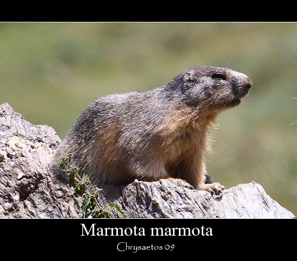 Chrysaetos: de juliol 2009