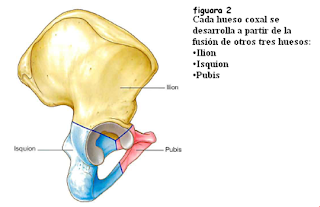 Anatomia: Pelvis por Diana M. Ayala