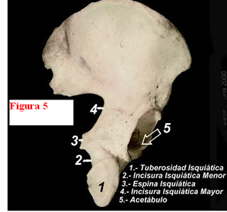 Anatomia: Pelvis por Diana M. Ayala