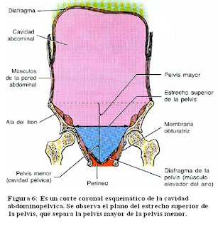 Anatomia: Pelvis por Diana M. Ayala