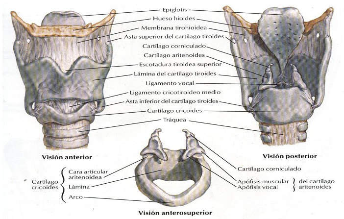 enfermeriauq: La laringe por Mauricio A. Mora