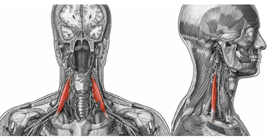 enfermeriauq: Músculos del cuello por Yazmin Eliana Salazar