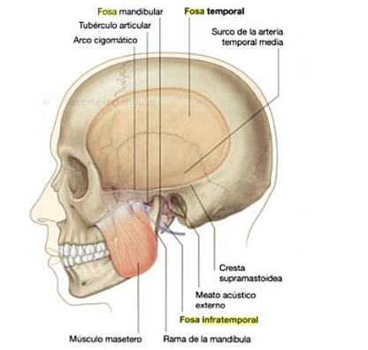 digestivouq: FOSA INFRATEMPORAL por Laura Stephania Salazar