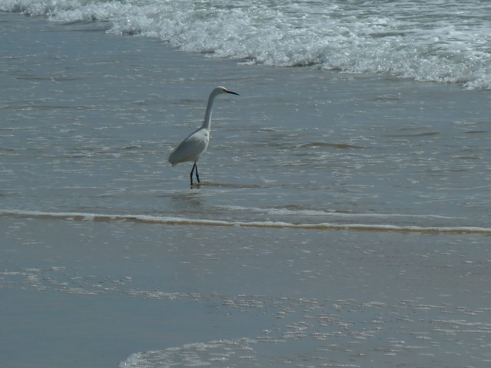 Tijuana Bible: Wildlife in Playas de Tijuana/Fauna en Playas de Tijuana