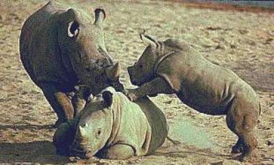 .::Curiosidades Animal::.: Rinoceronte
