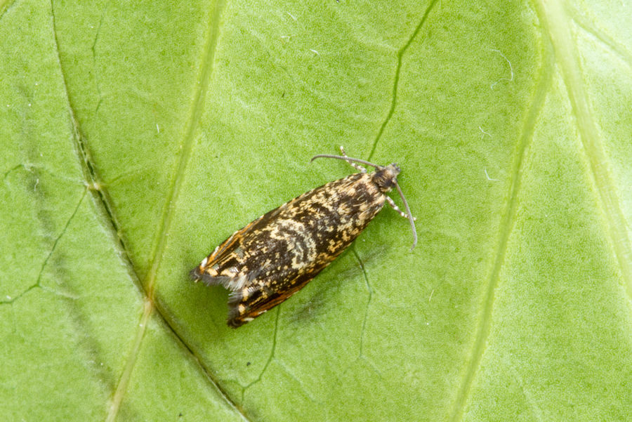 Wild up North: More Holywell Mothing