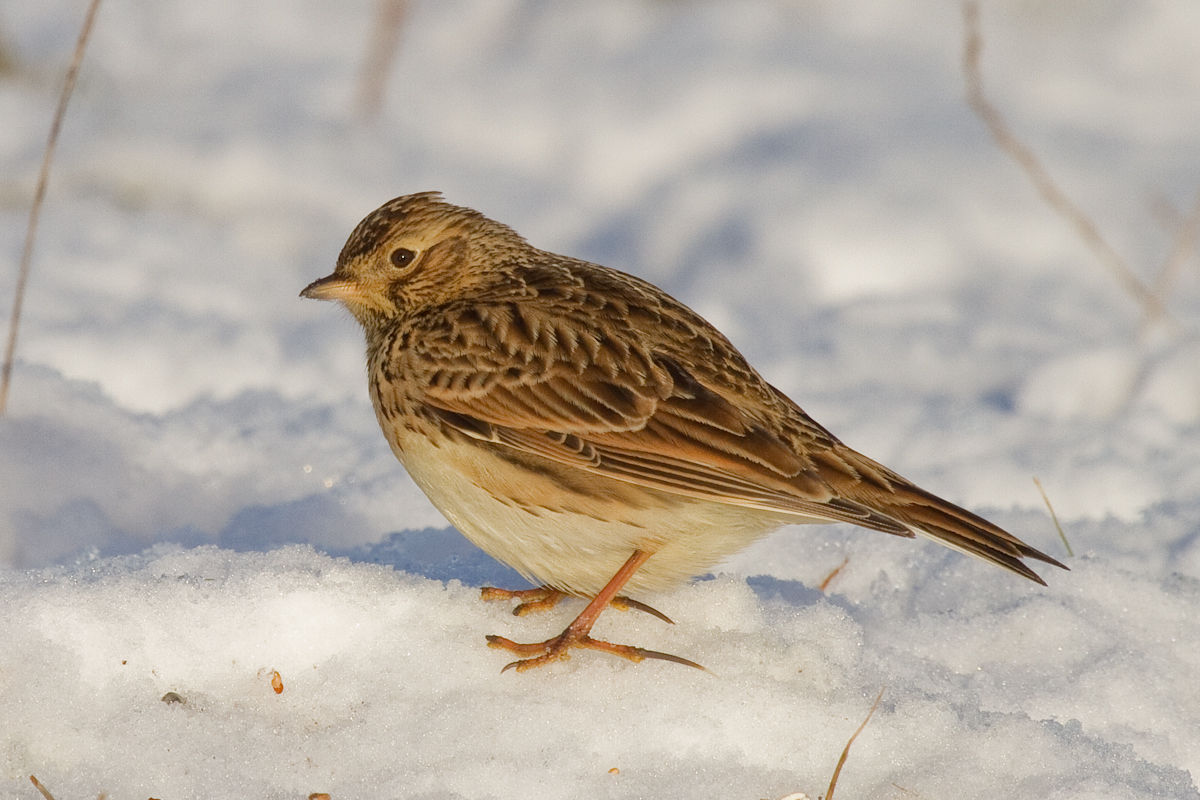 Wild up North: Snow Buntings & Larks