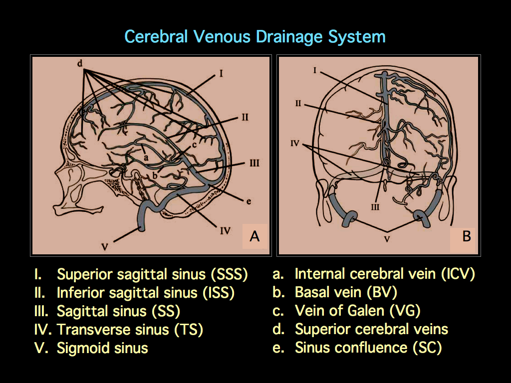 Dural Sinuses Anatomy