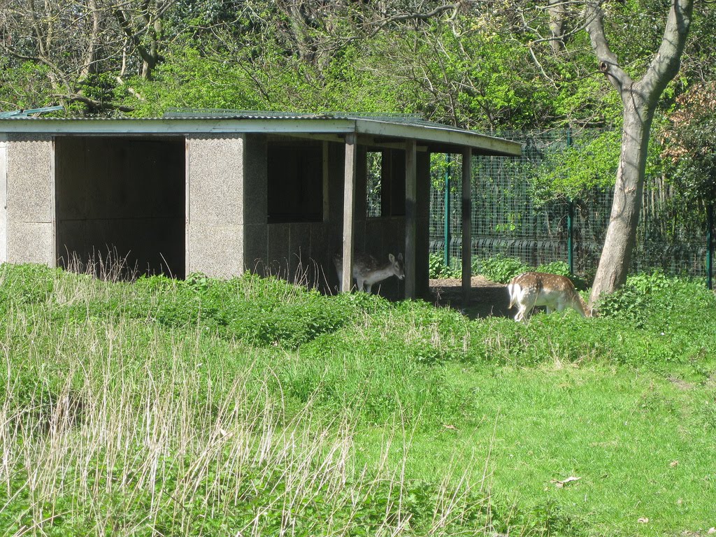 Tired of London, Tired of Life: See the deer in Victoria Park