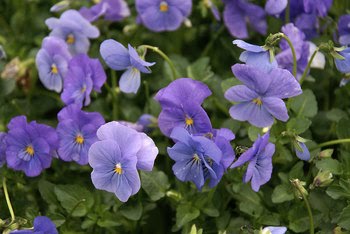The Edible Eden: Crown Chakra Pudding and Blue Edible Flowers