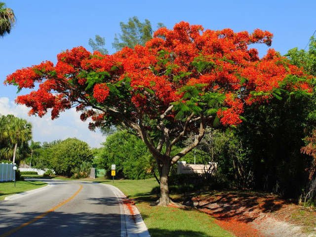 THE JOYS OF LIFE!: Incredible Beauty!