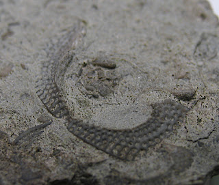 Louisville Fossils and Beyond: Cryptolithus Trilobites of the Kope ...