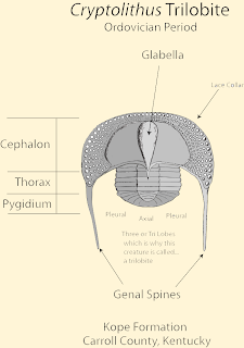 Louisville Fossils and Beyond: Cryptolithus Trilobites of the Kope ...