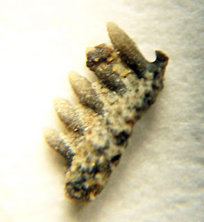 Louisville Fossils and Beyond: Scolecodonts and Trickery