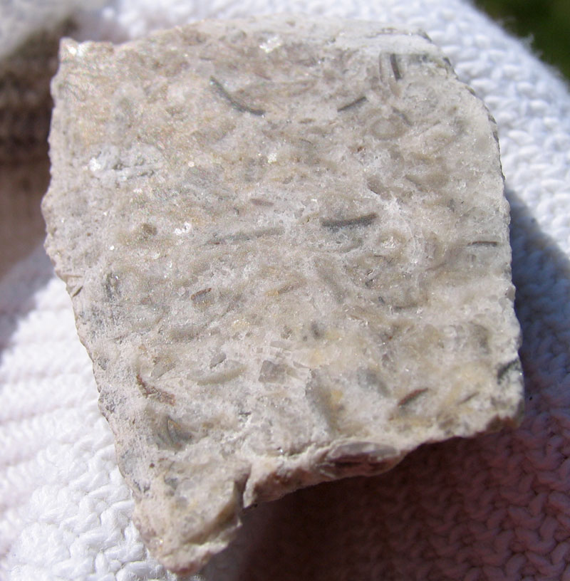 Louisville Fossils and Beyond: Kentucky Marble