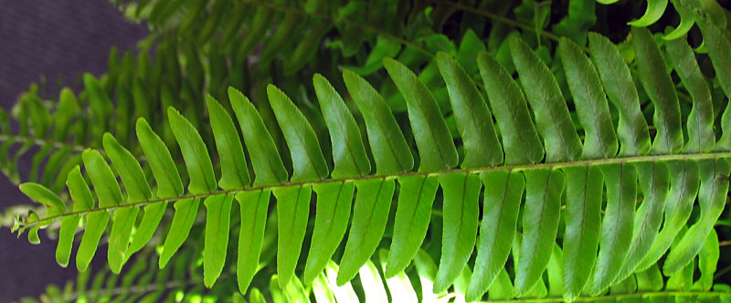 Louisville Fossils and Beyond: St. Clair Pennsylvania Fern Fossils