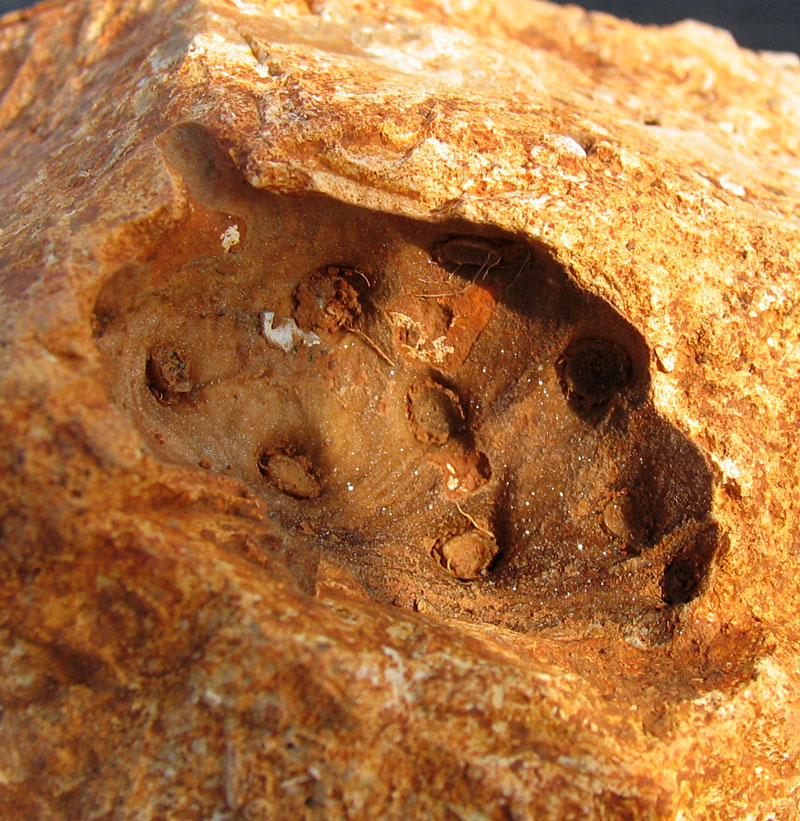 Louisville Fossils and Beyond: Devonian Spiny Snail Fossil Louisville Fossils and Beyond: Devonian Spiny Snail Fossil