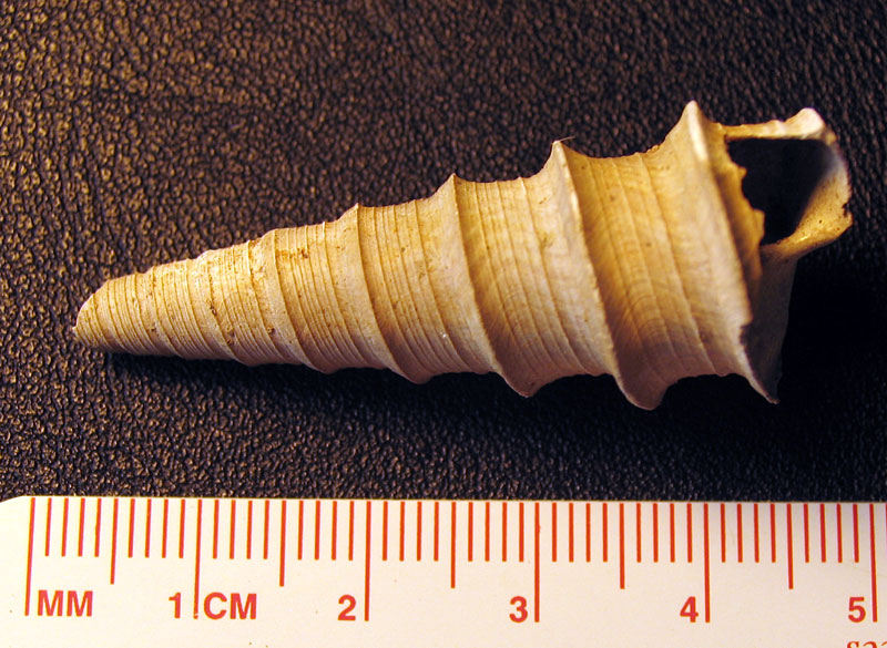 Louisville Fossils and Beyond: Turritella Gastropod of Alabama