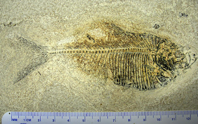 Louisville Fossils and Beyond: Green River Fossil Fish