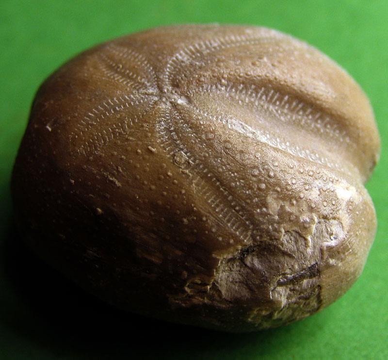 Louisville Fossils and Beyond: Hemiaster whitei Fossil