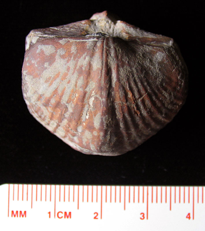 Louisville Fossils and Beyond: Syringothyris Brachiopod