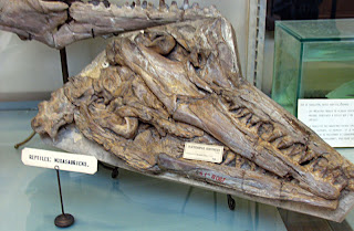 Louisville Fossils and Beyond: Mosasaur Fossils