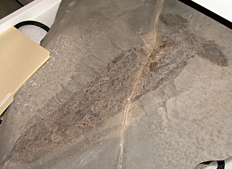 Louisville Fossils and Beyond: Jesse Earl Hyde Collection