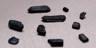 Louisville Fossils and Beyond: Myliobatis Ray Teeth Fossils