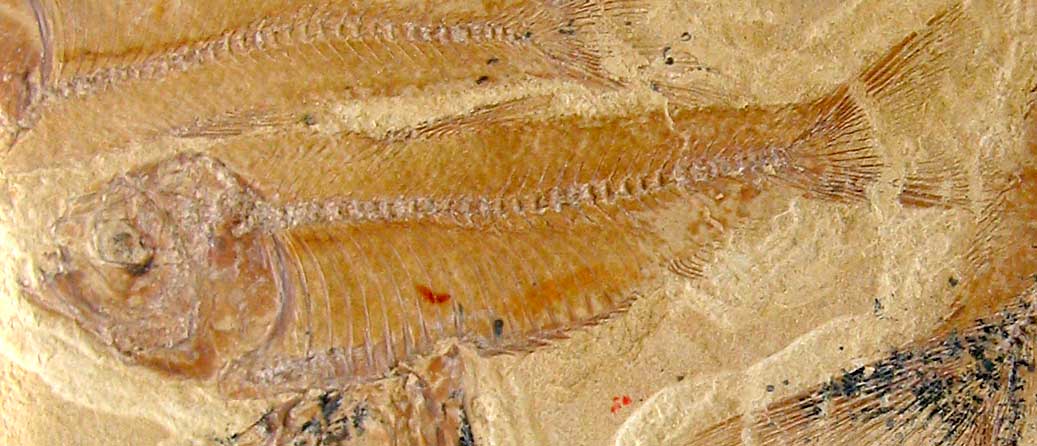 Louisville Fossils and Beyond: Dinosaurs Alive! at Louisville Zoo