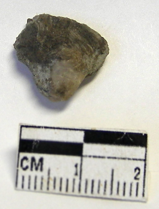 Louisville Fossils and Beyond: Pentremites with Brachioles