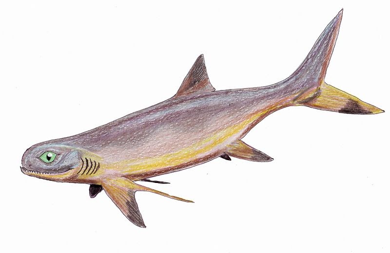 Louisville Fossils and Beyond: Japanese Shark Teeth Web Site