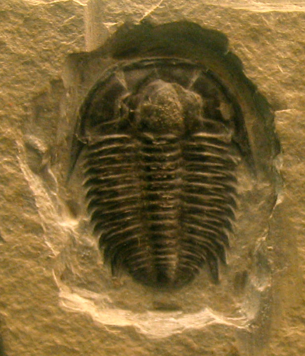Louisville Fossils and Beyond: Cambrian Trilobites of Utah