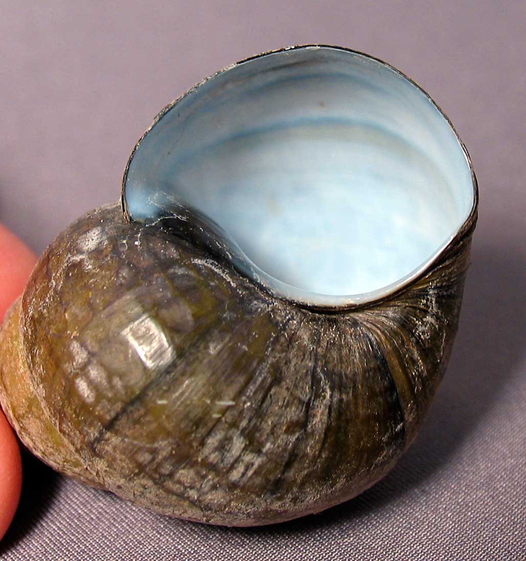 Louisville Fossils and Beyond: Cipangopaludina japonica River Snail