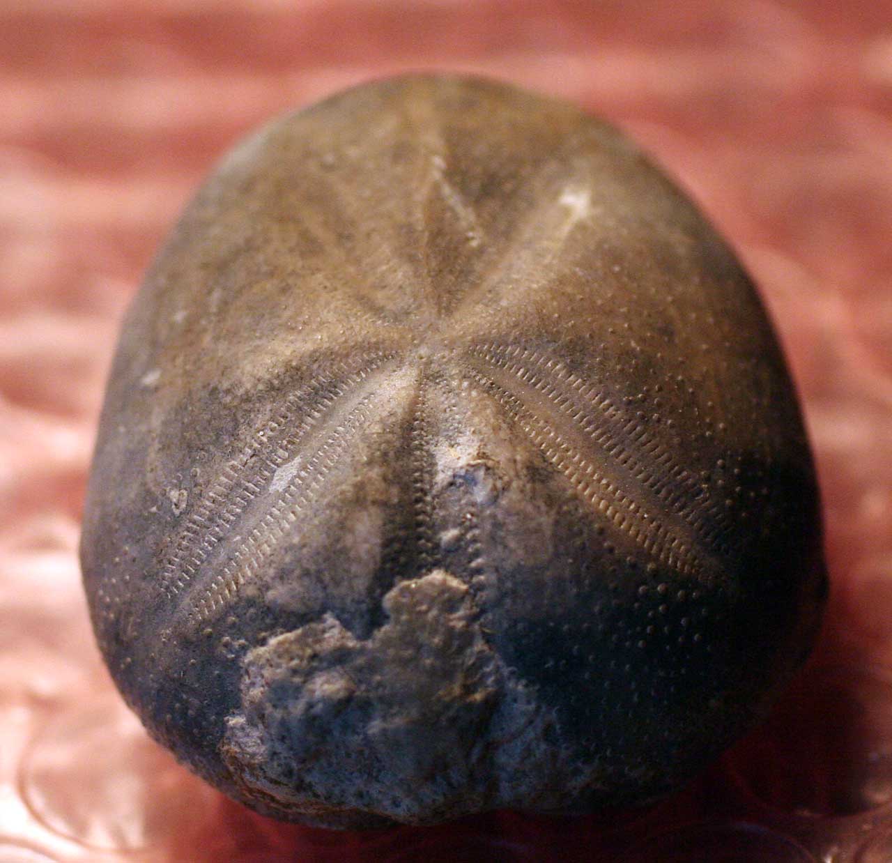 Louisville Fossils and Beyond: Texas Echinoid Fossil