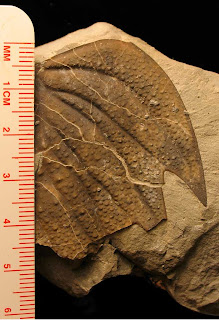 Louisville Fossils and Beyond: Arctinurus occidentalis Trilobite