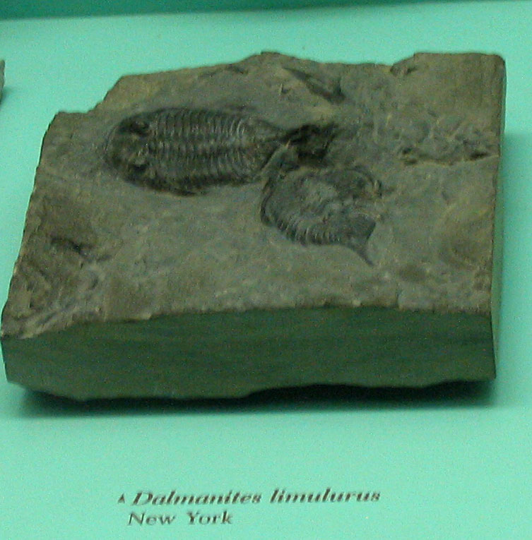 Louisville Fossils and Beyond: The Silurian Experience Field Guide