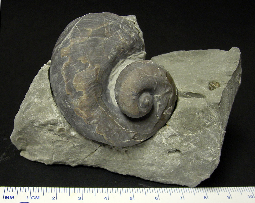 Louisville Fossils And Beyond Platystoma Niagarensis Snail Fossil