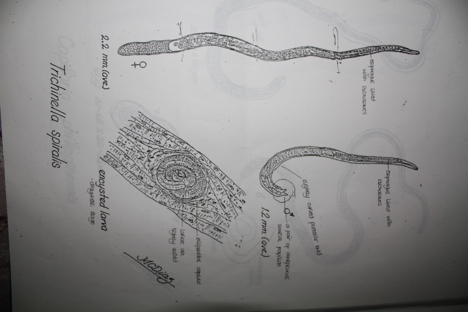 MD Files: Medically Important Parasites [Sketch by Dr. Macario Diaz]